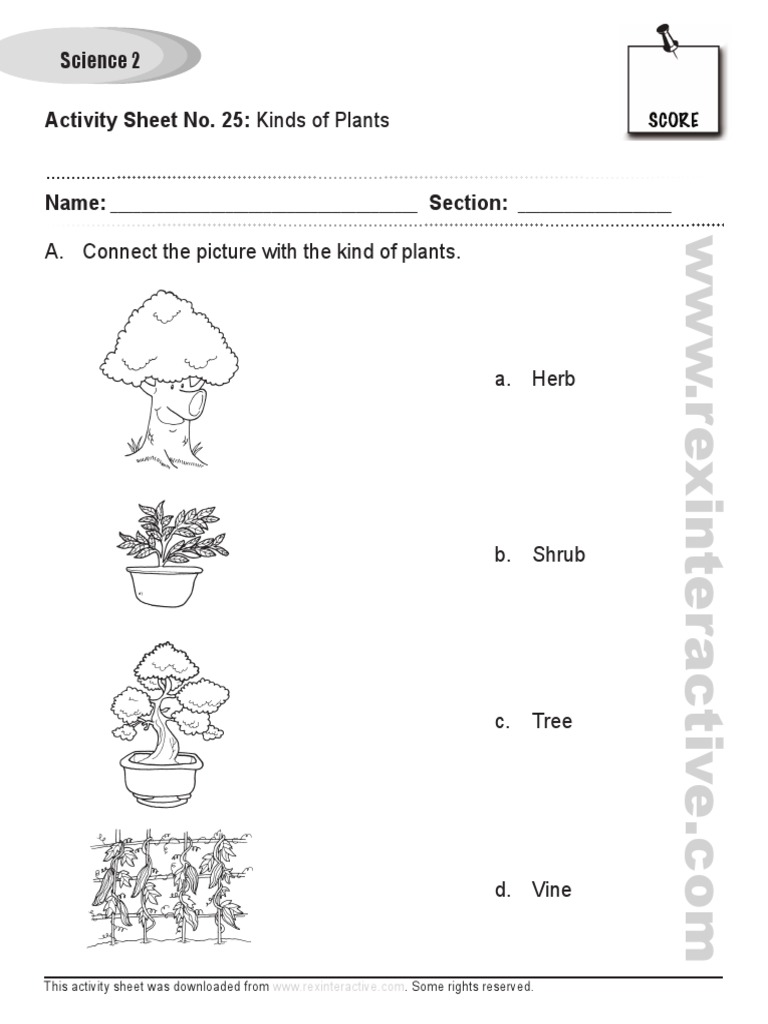 Activity Sheet No. 25: Kinds of Plants: Science 2 | PDF