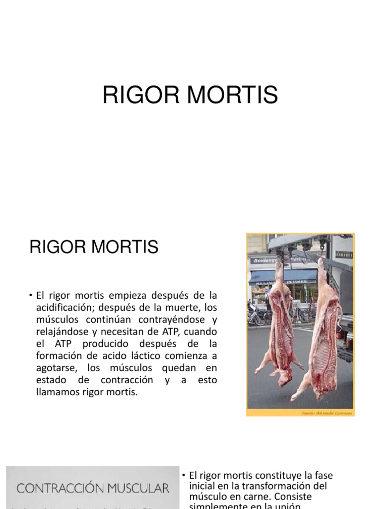 Rigor Mortis | PDF | Músculo | Contracción muscular