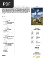 Cow Taxonomic Classification | PDF