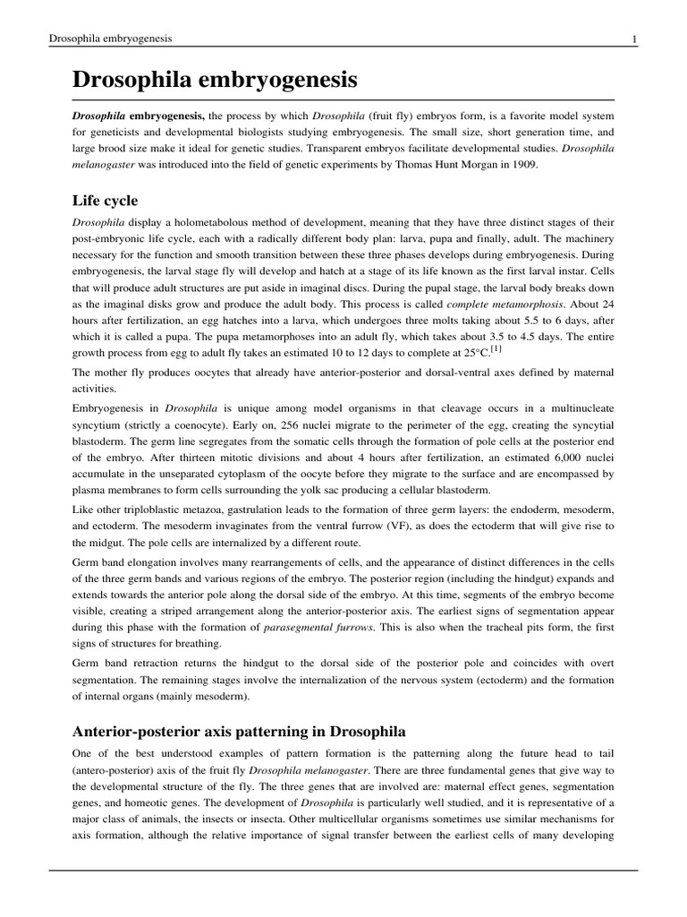Drosophila Embryogenesis: The Formation of Fruit Fly Embryos | PDF ...