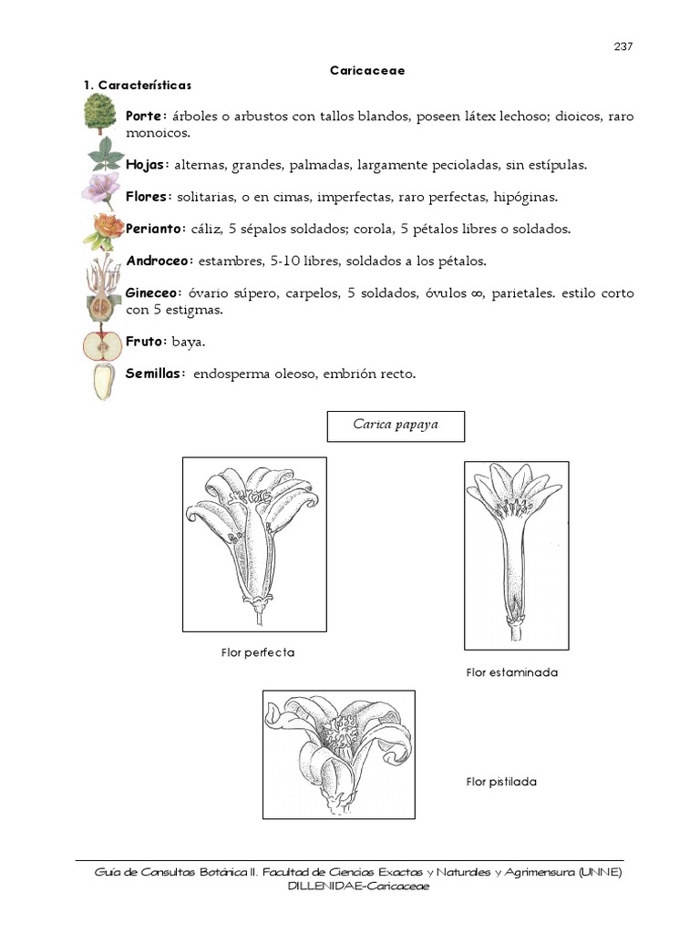 Caricaceae | PDF | Flores | Horticultura y jardinería