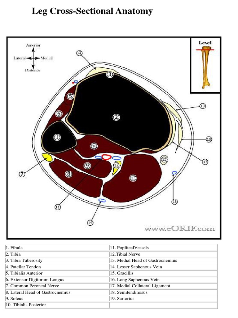 Leg Cross Section Anatomy | PDF | Wellness | Science & Mathematics