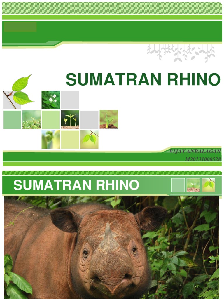 Sumatran Rhino | PDF | Rhinoceros | Organisms