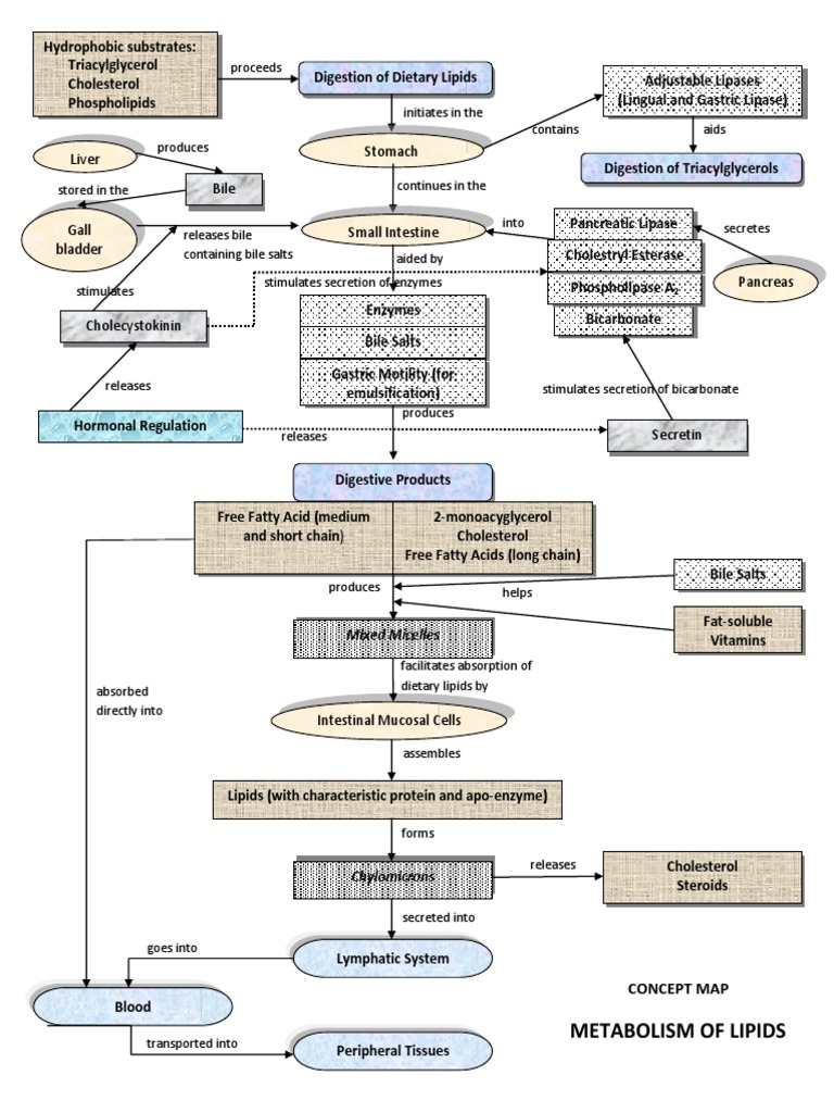 Endocrine System Concept Map Answers