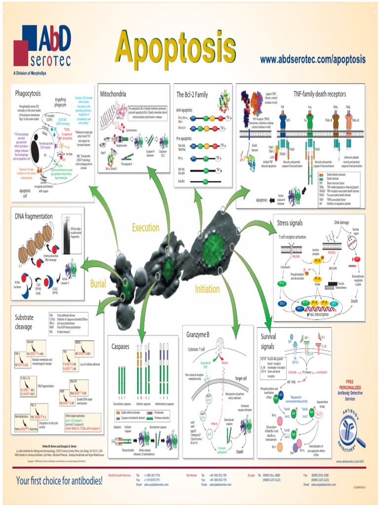 Apoptosis Poster PDF | PDF