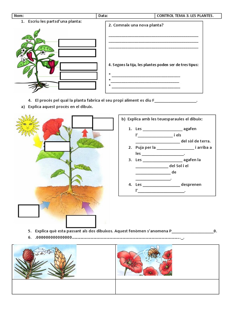 Examen Les Plantes 3 Primaria | PDF