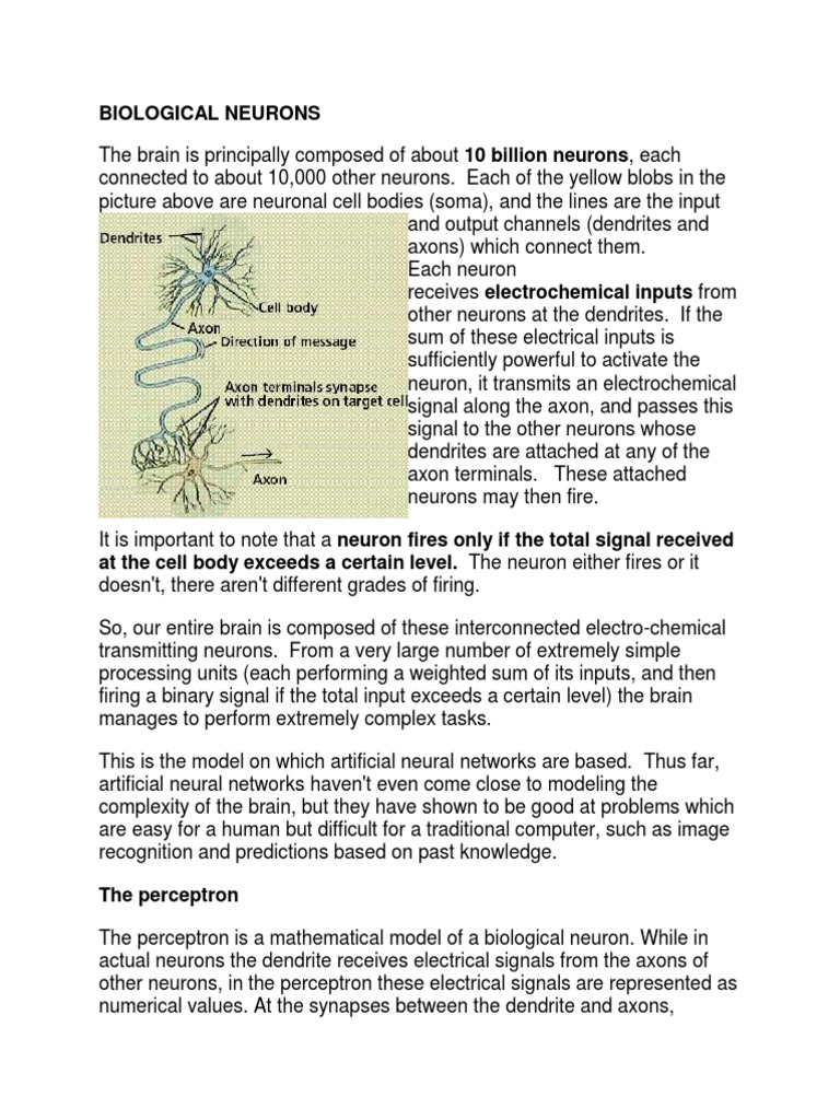 Biological Neurons | PDF | Artificial Neural Network | Neuron