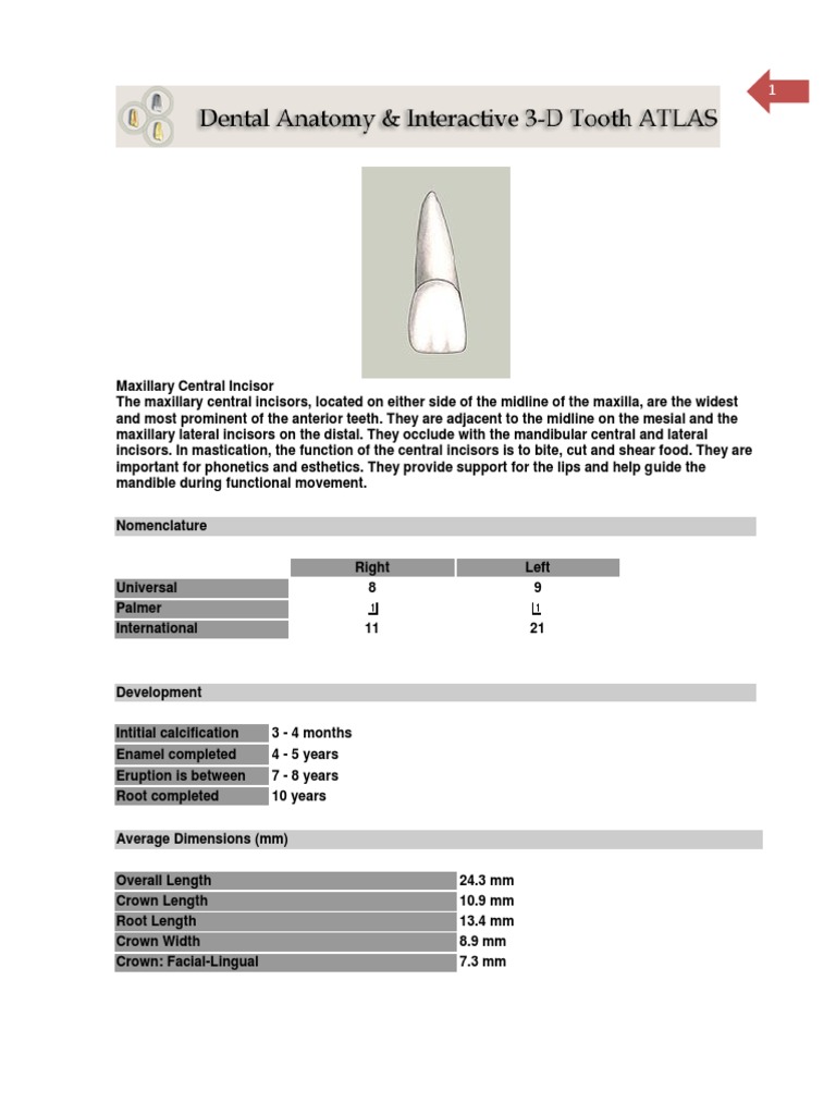 Dental Anatomy & Interactive 3 - D Tooth Atlas | PDF