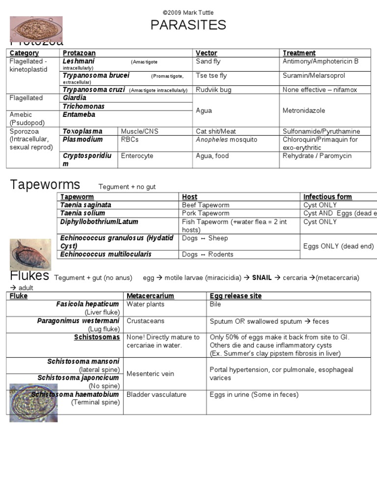 Parasitology Summary | PDF | Parasites | Organisms