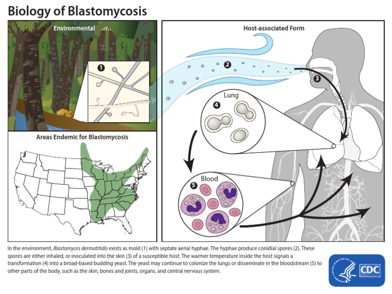Paracoccidioides Brasiliensis Life Cycle