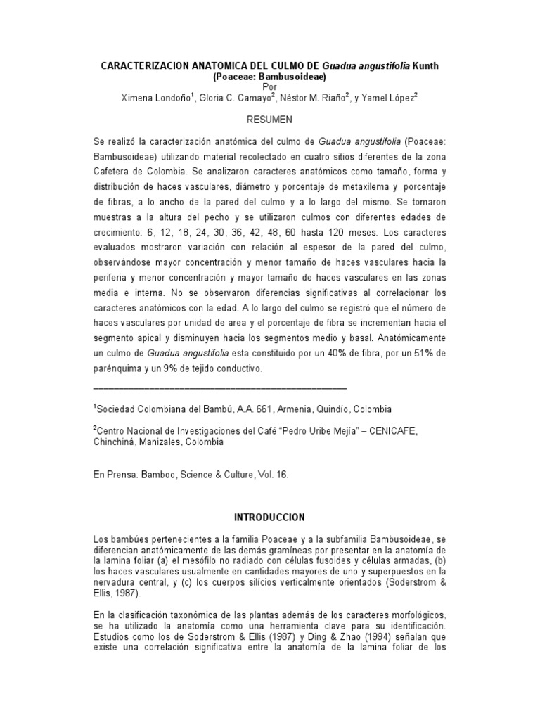 Caracterizacion Anatomica Del Culmo de Guadua Angustifolia Kunth | PDF ...