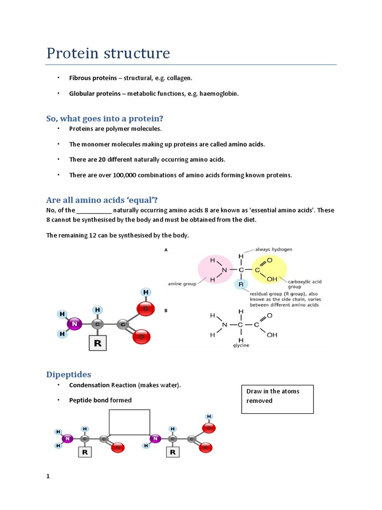 Protein Structure Worksheet