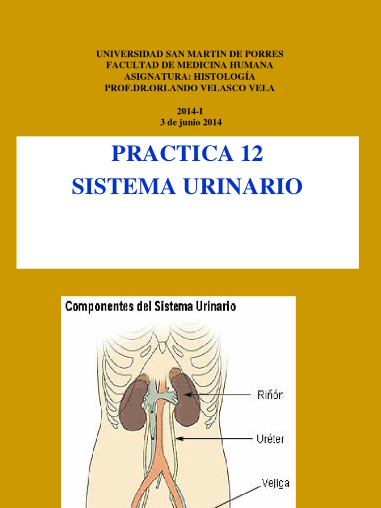 Sistema Urinario.ppt | Riñón | Urología