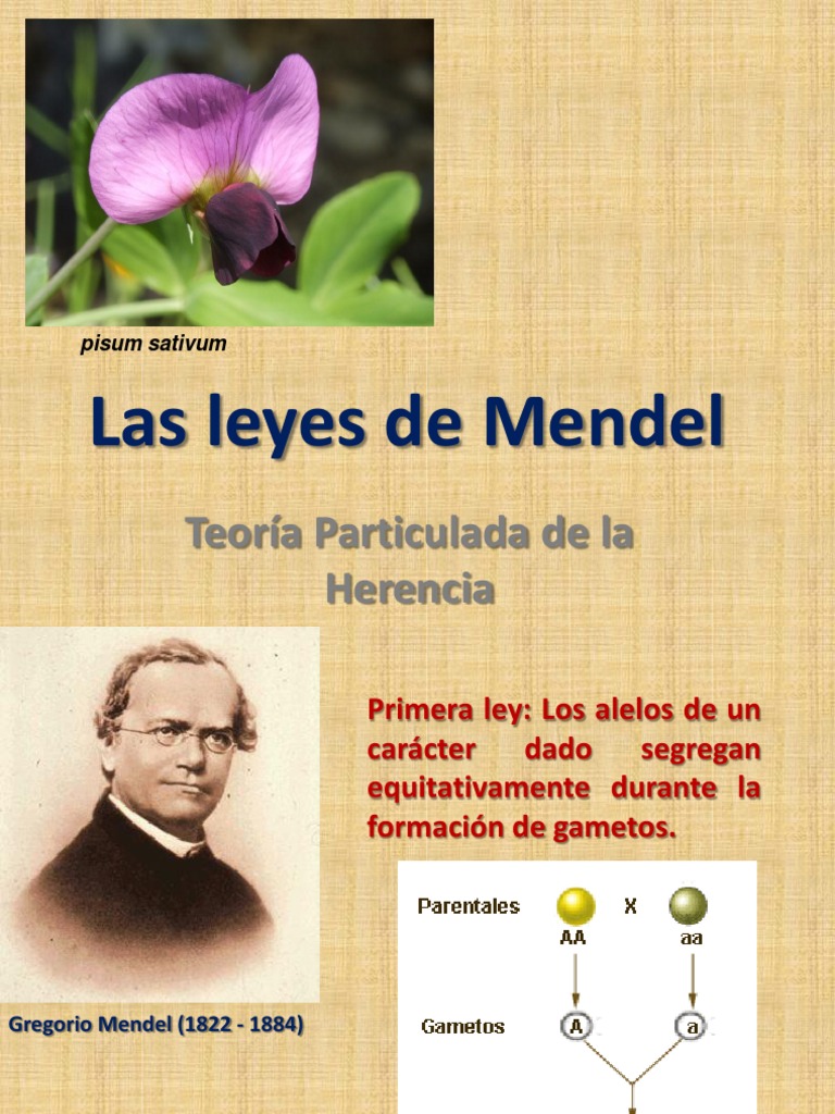 Las Leyes de Mendel | PDF