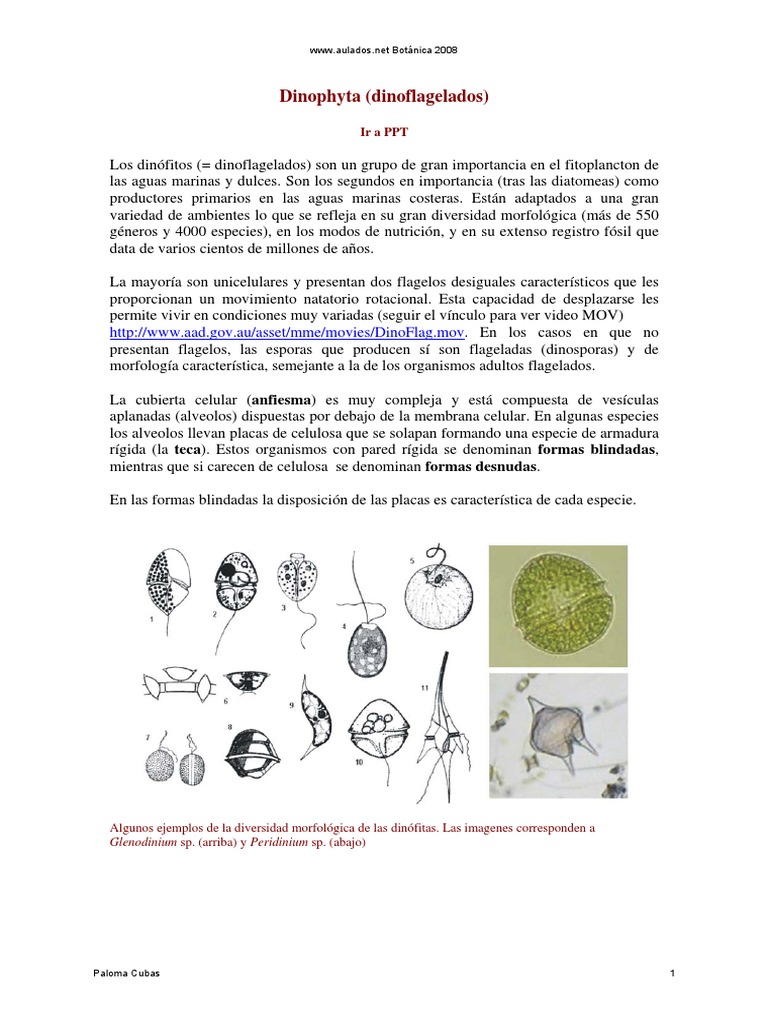 Dinophyta | PDF | Biología | Science