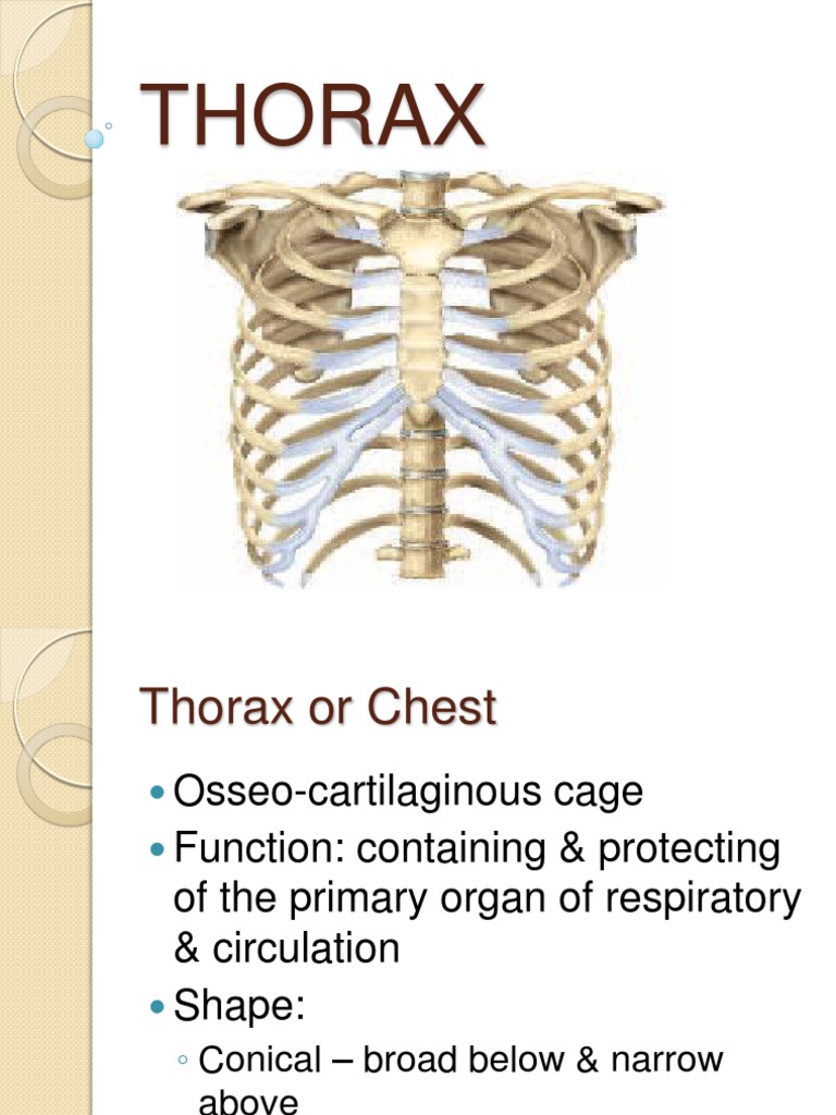 Thorax | Thorax (Human Anatomy) | Primate Anatomy