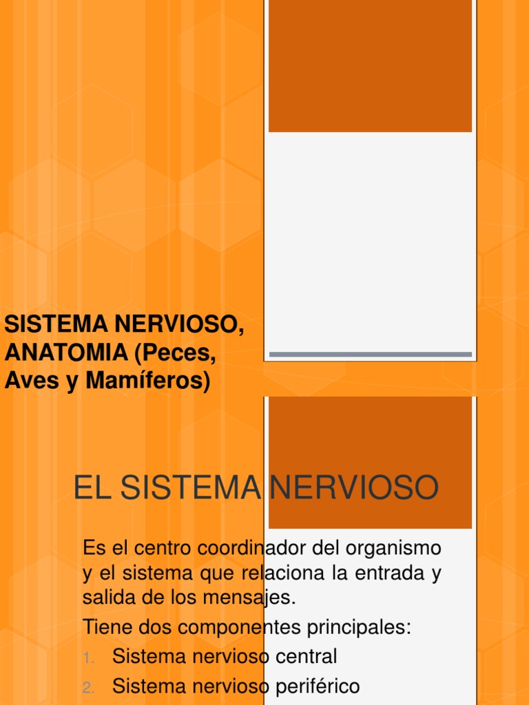 Sist Nerv | PDF | Sistema nervioso central | Cerebro