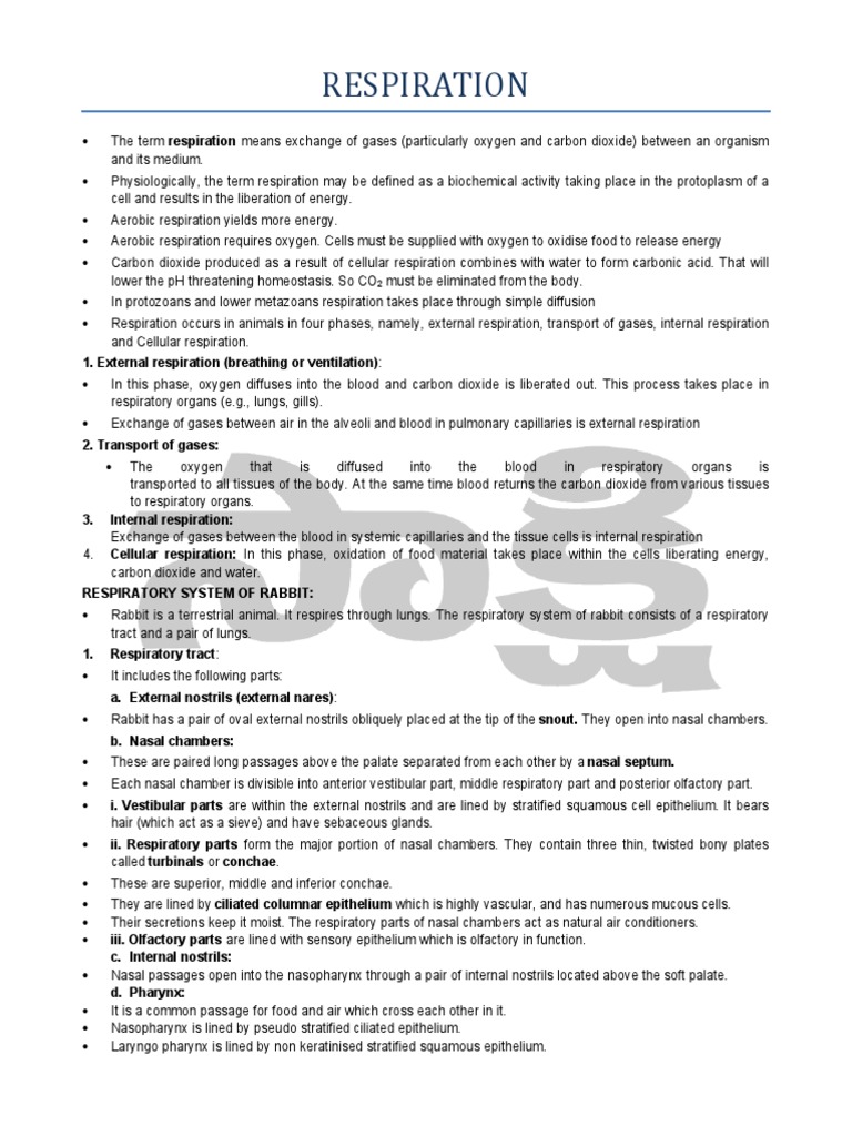 Rabbit Respiration | PDF | Respiratory System | Exhalation