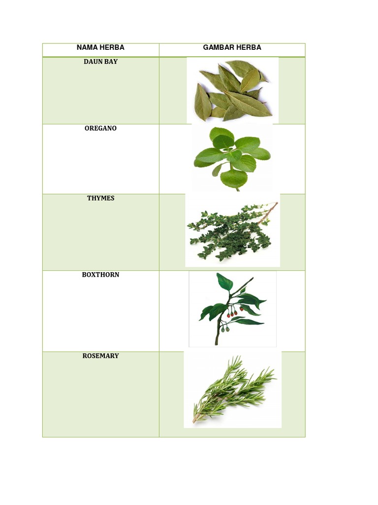 Jenis Jenis Herba | PDF