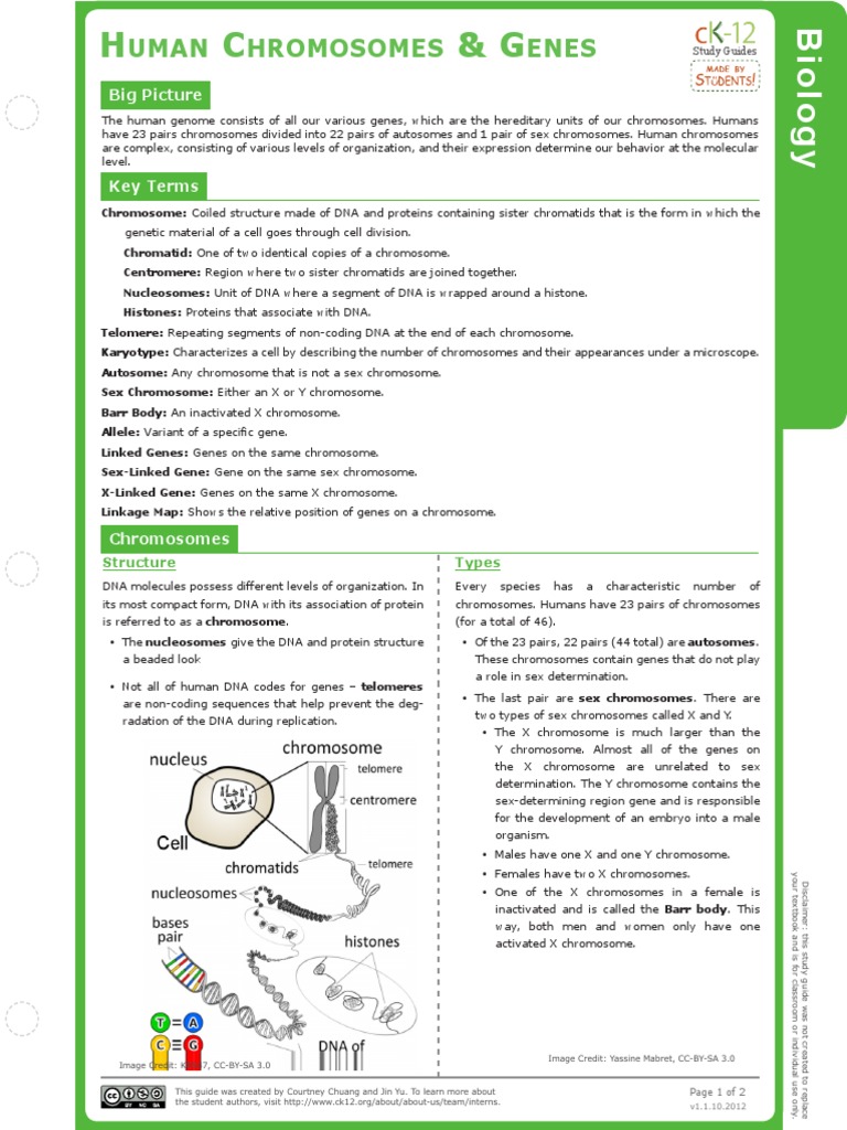A Concise Guide to Key Concepts in Human Chromosomes and Genetics | PDF ...