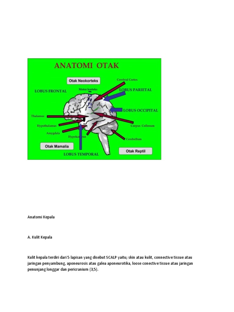 Anatomi Kepala | PDF