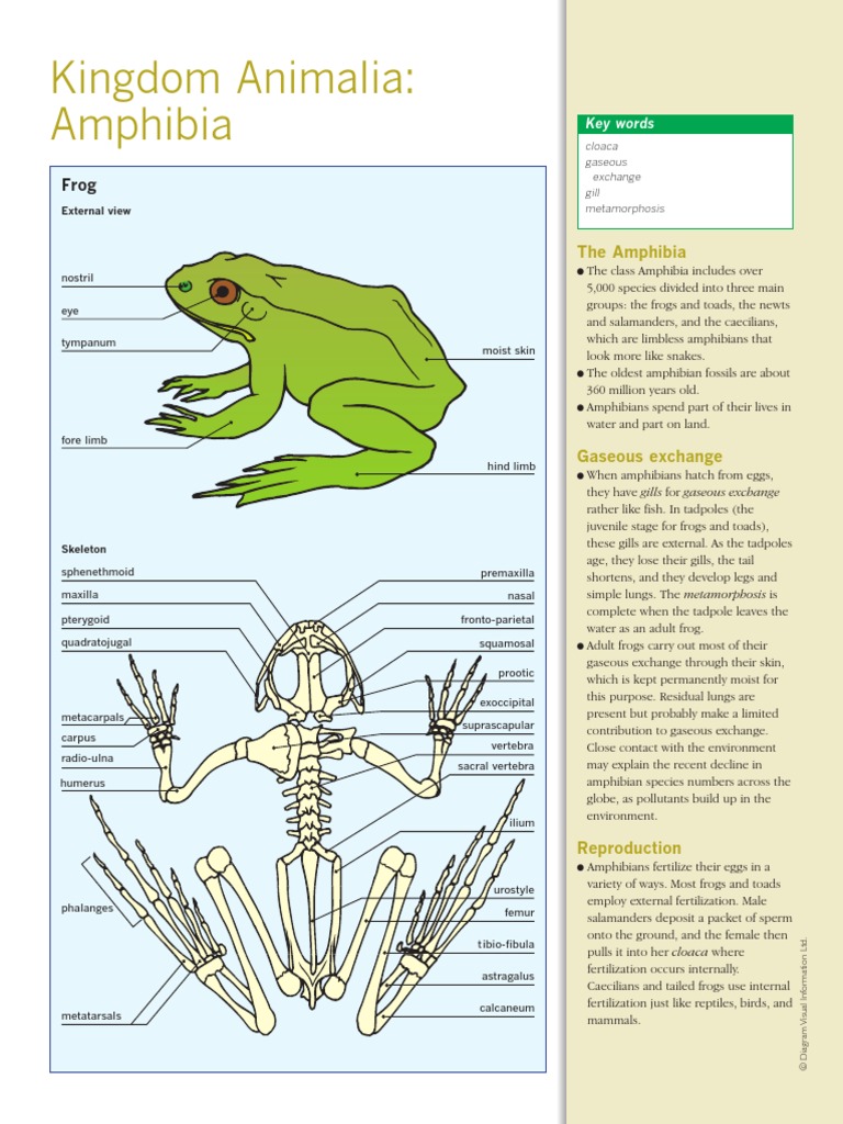 Overview of Amphibians and Their Biology | PDF | Social Science