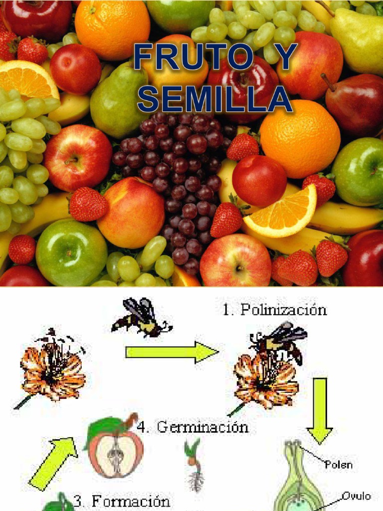 Fruto y Semilla | PDF | Fruta | Polinización