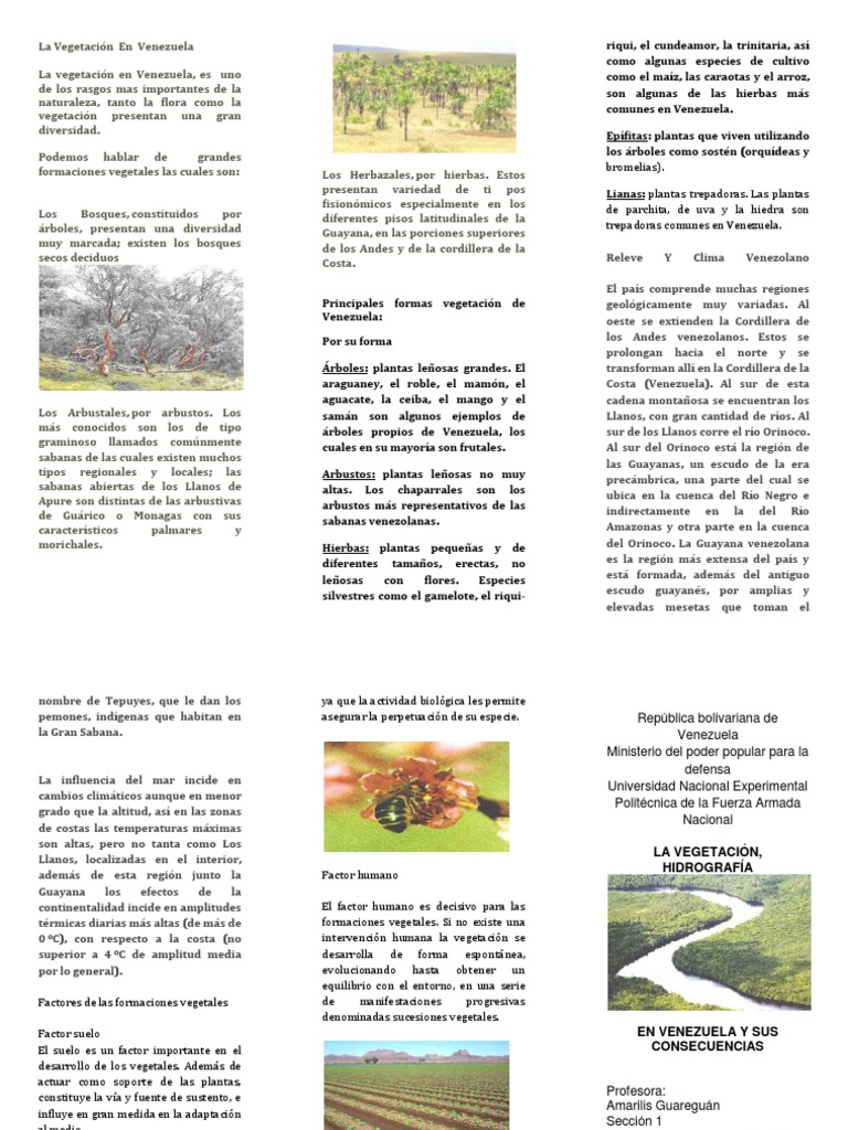 La Vegetación en Venezuela | PDF | Venezuela | Ciencias de la Tierra