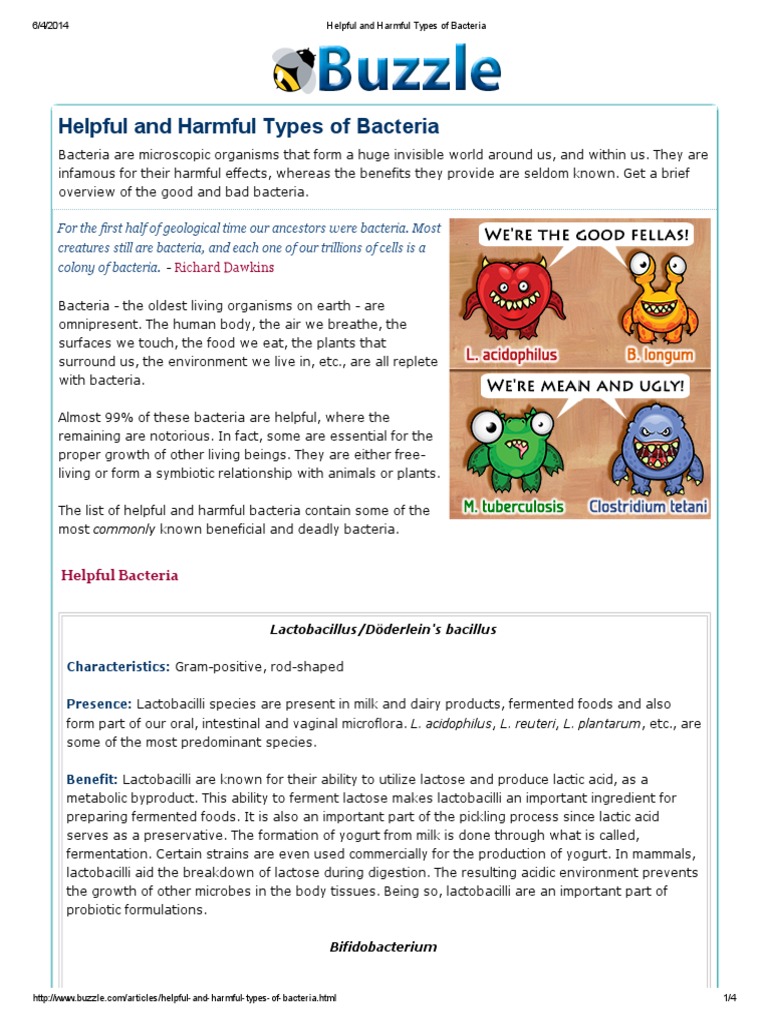 Helpful and Harmful Types of Bacteria | PDF | Lactobacillus | Bacteria