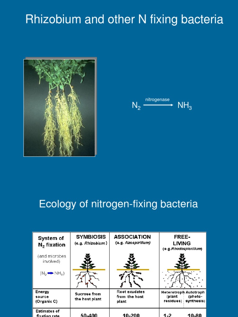 Rhizobium 1 | PDF | Plants | Organisms