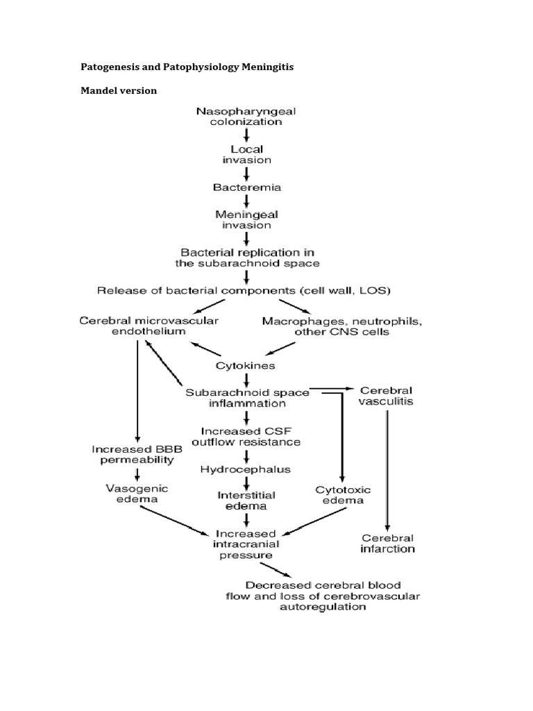 Meningitis: Patogenesis and Pathophysiology | PDF | Self-Improvement