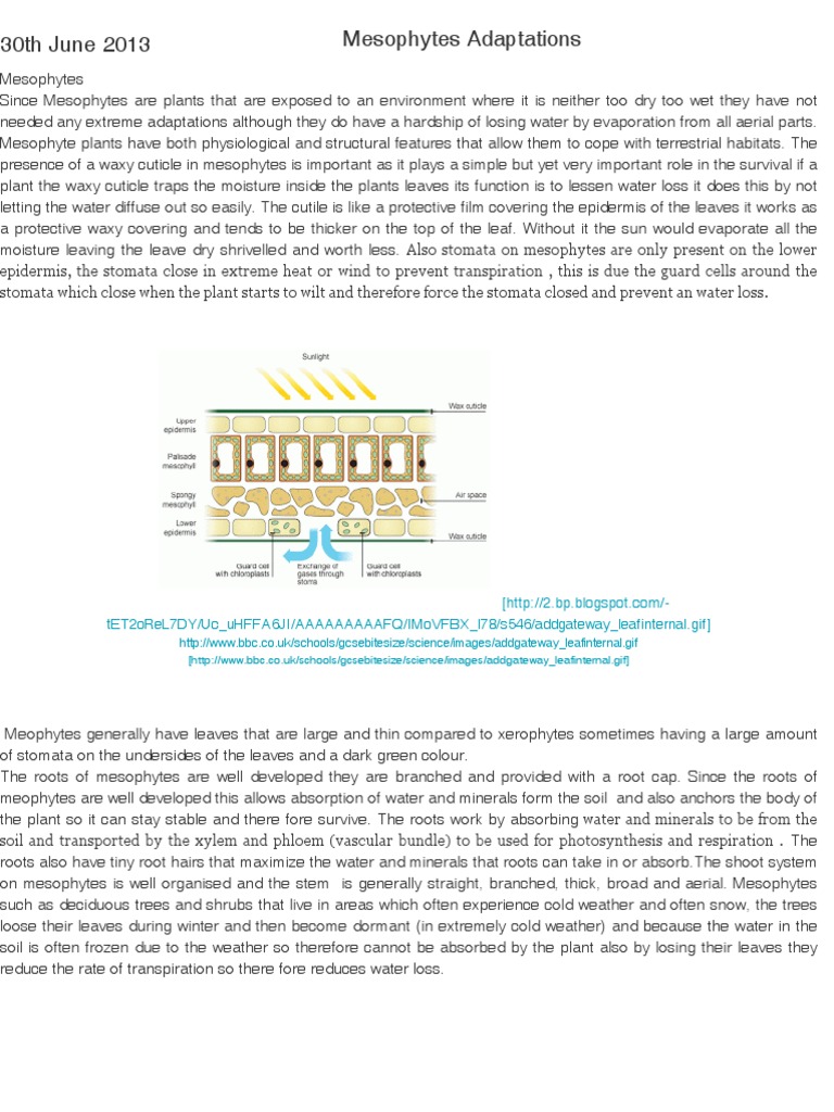 Mesophytes Adaptations - Plant Water Balance | PDF | Leaf | Stoma