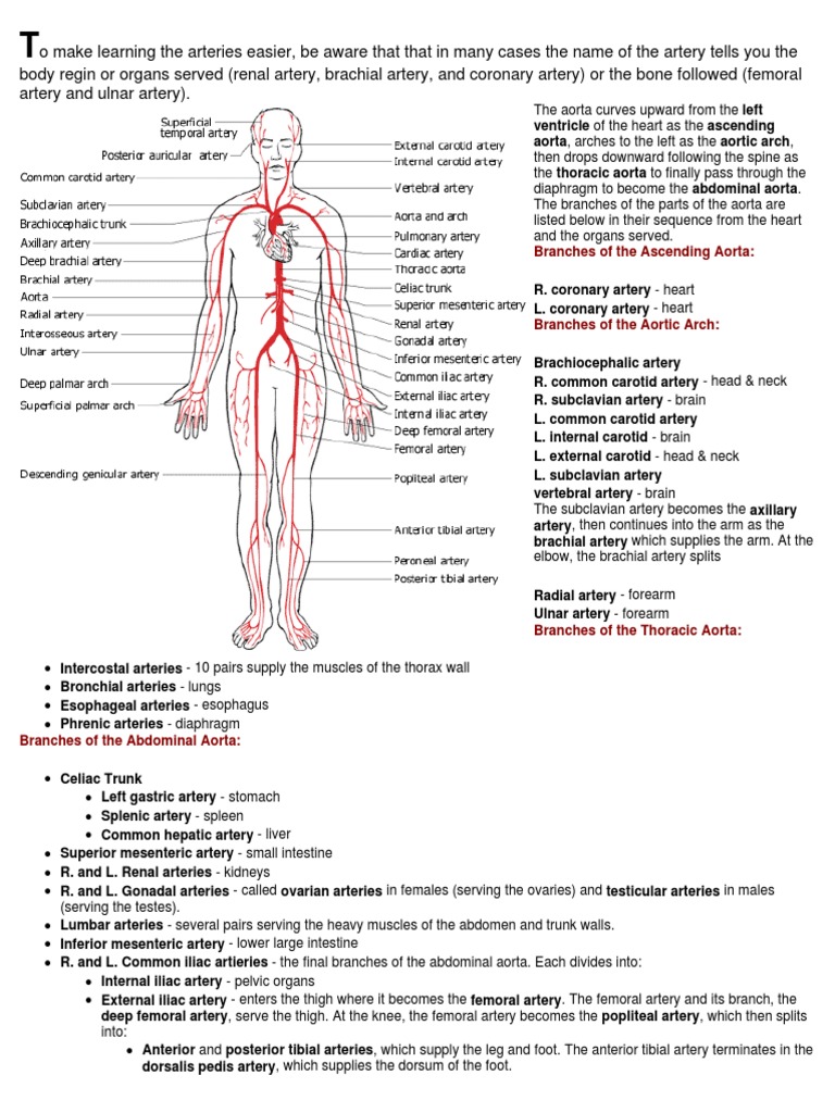 Blood Vessels Study Guide | Aorta | Vein