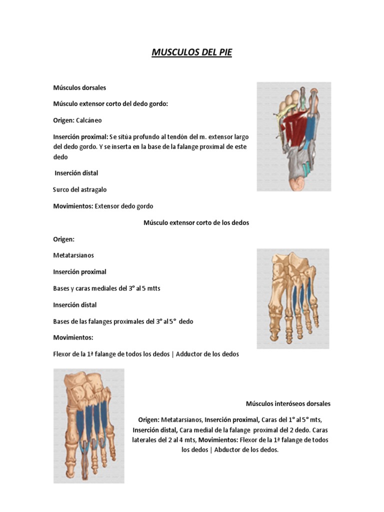 Músculos del Pie: Anatomía y Patologías | PDF | Dedo del pie | Pie