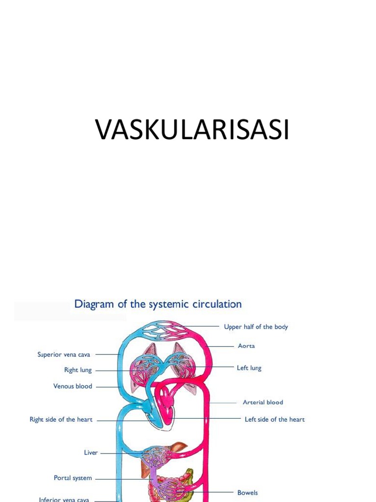Vaskularisasi | PDF