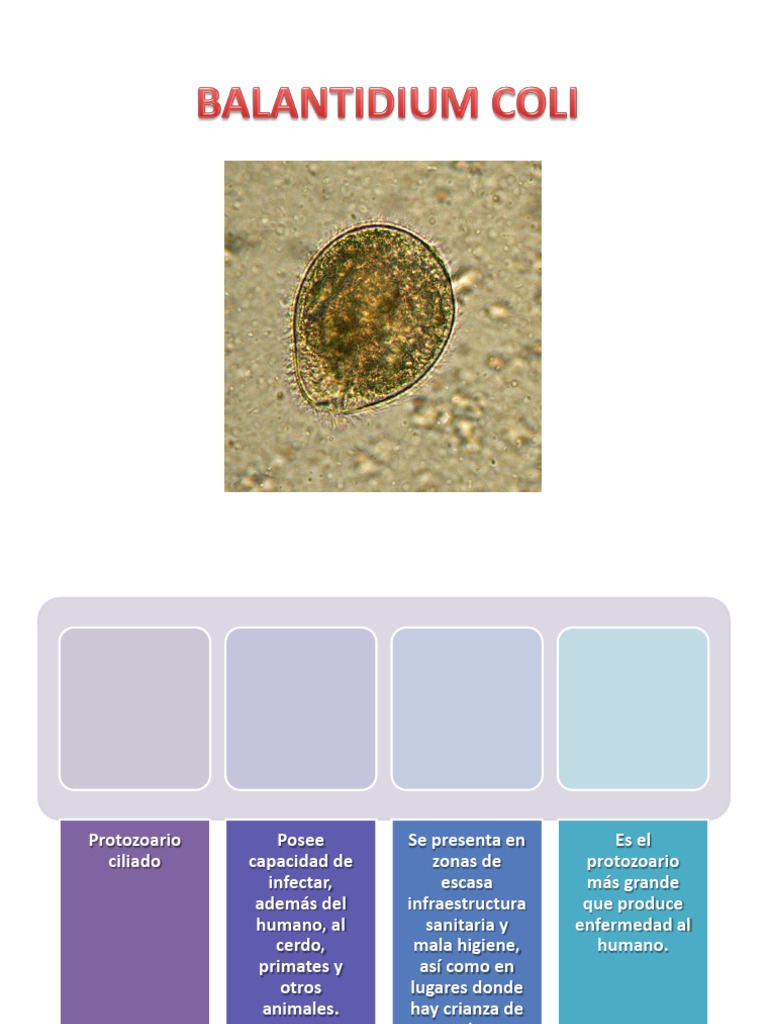 Balantidium Coli | Diarrea | Heces