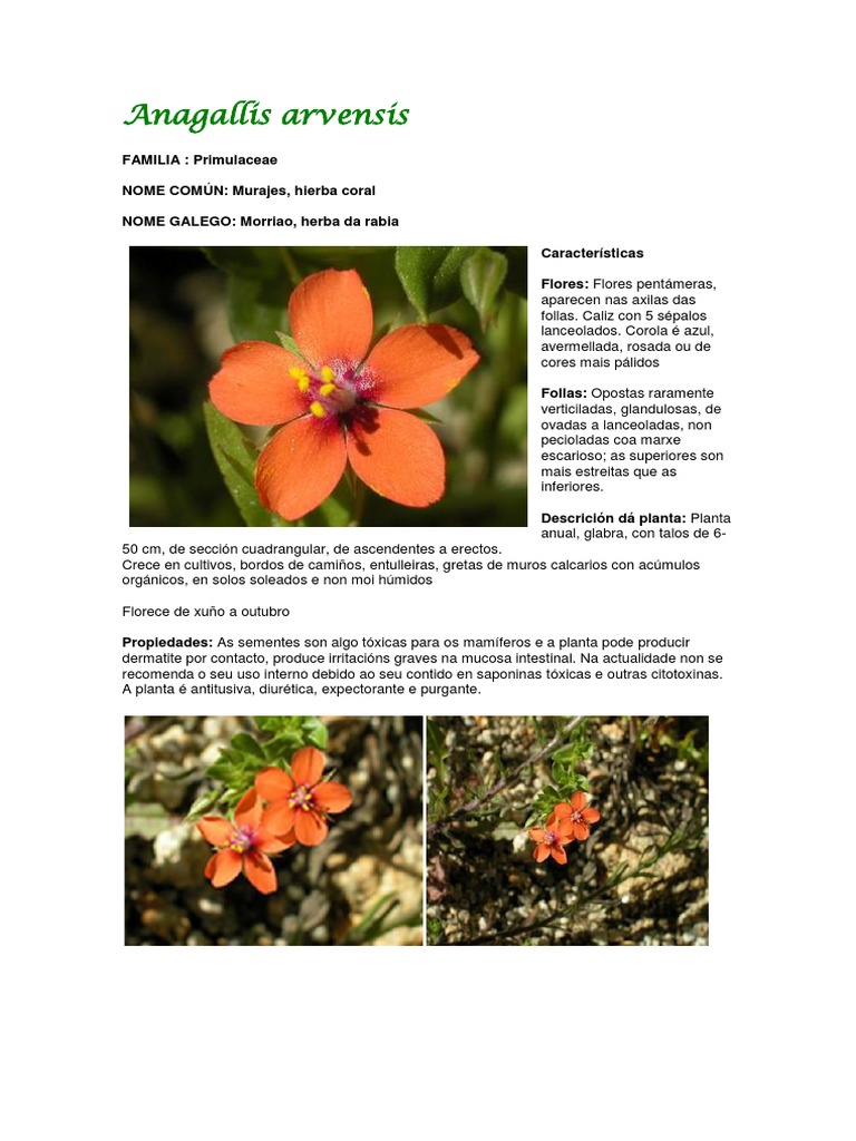 Anagallis Arvensis | PDF