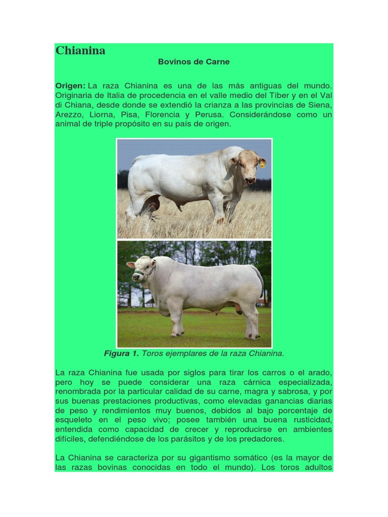 Raza Chianina: Características y Rendimiento | PDF | Vacas ...