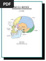 Axial Skeleton Study Guide | PDF | Vertebra | Vertebral Column
