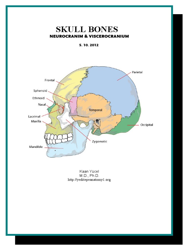 Skull Bones 2012 | PDF | Skull | Primate Anatomy