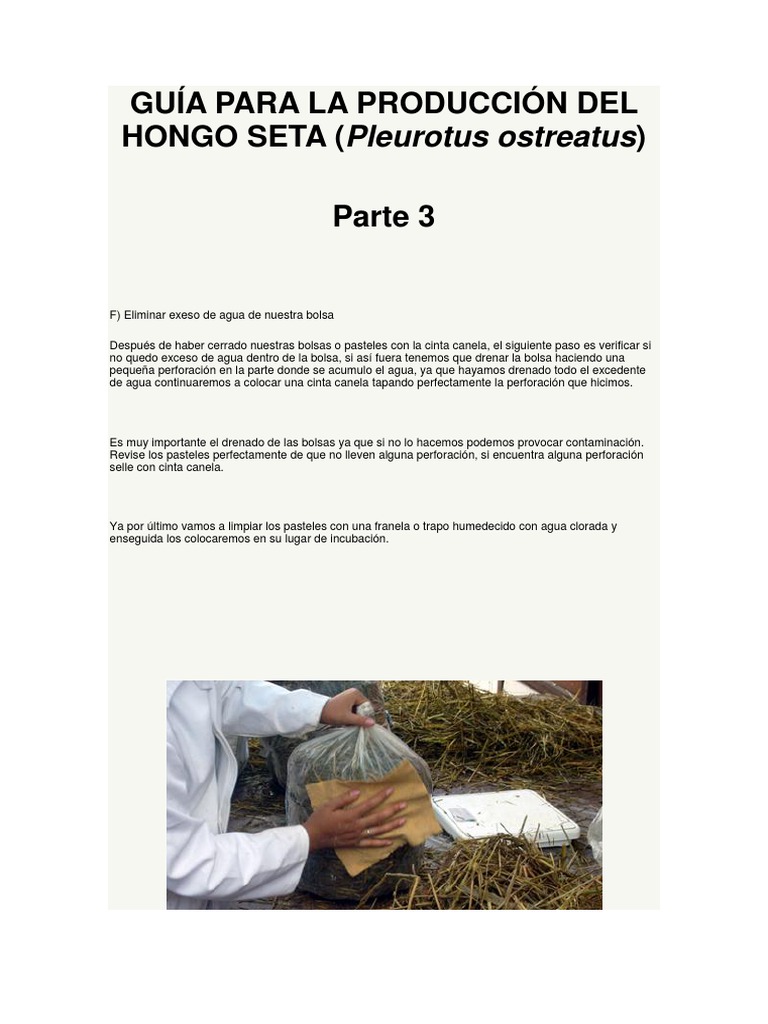 Guía para La Producción Del Hongo Seta Parte 3 | PDF | Hongo | Riego