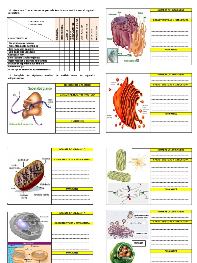 Actividades Sobre Celula II PARTE