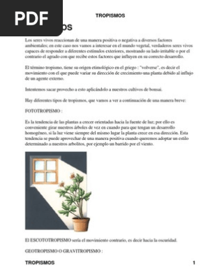 Hoja De Trabajo Sobre Los Tropismos De Las Plantas GUIA PEDAGOGICA