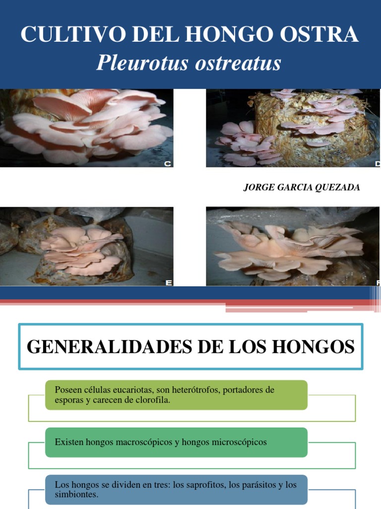 Cultivo Del Hongo Ostra Pleurotus Ostreatus | Hongo | Botánica