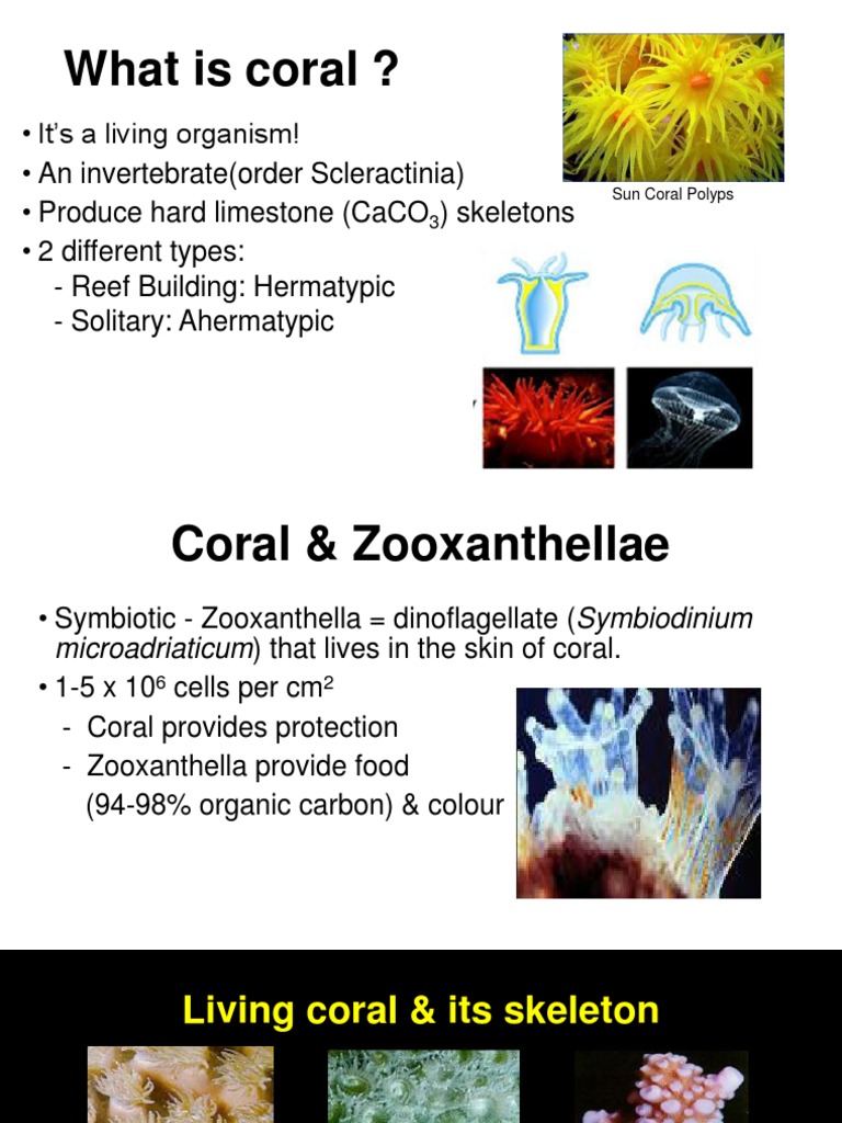 Coral Reefs7984 | PDF | Coral Reef | Coral