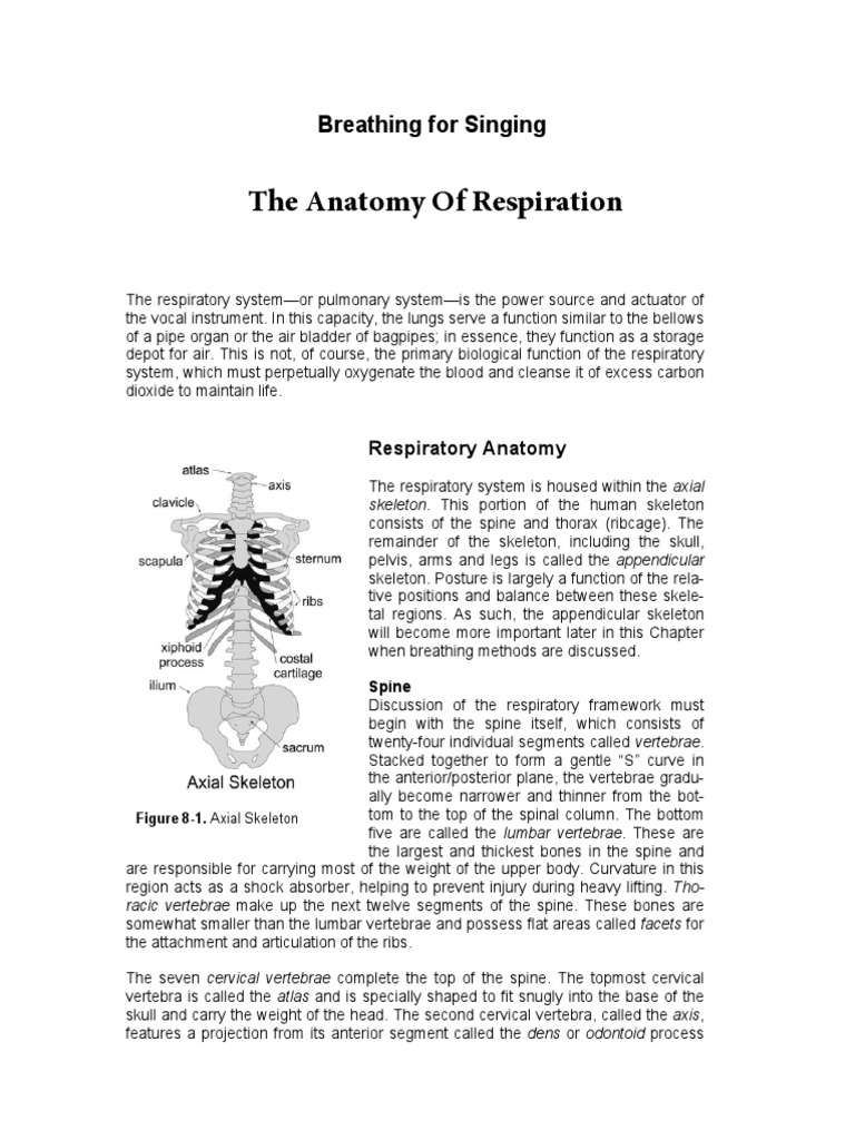 Breathing For Singing-The Anatomy of Respiration | PDF | Vertebra | Abdomen