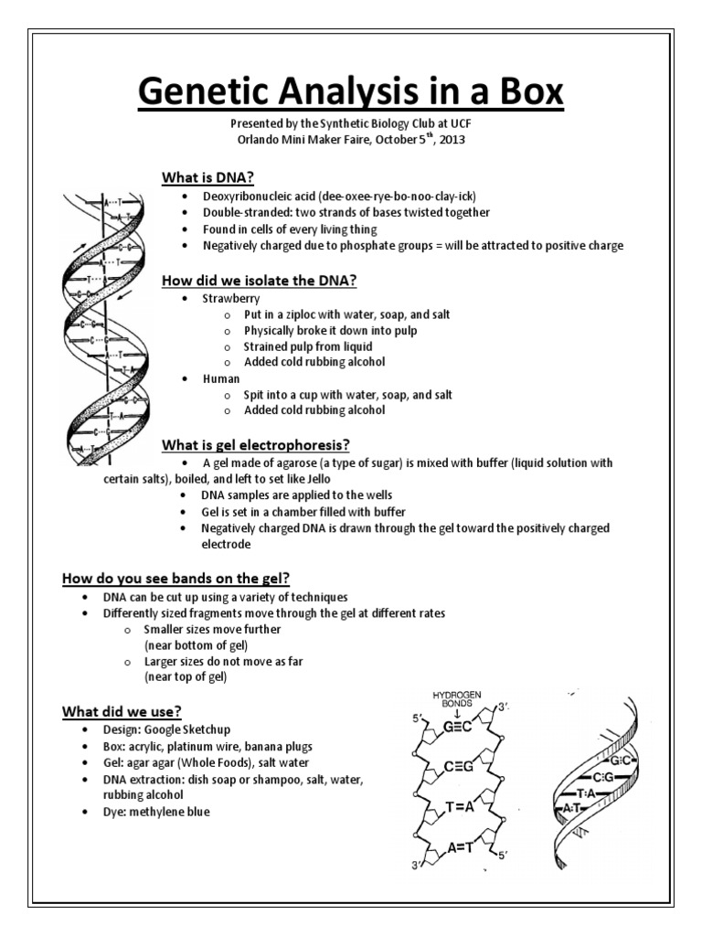 Genetic Analysis in A Box Flyer | PDF