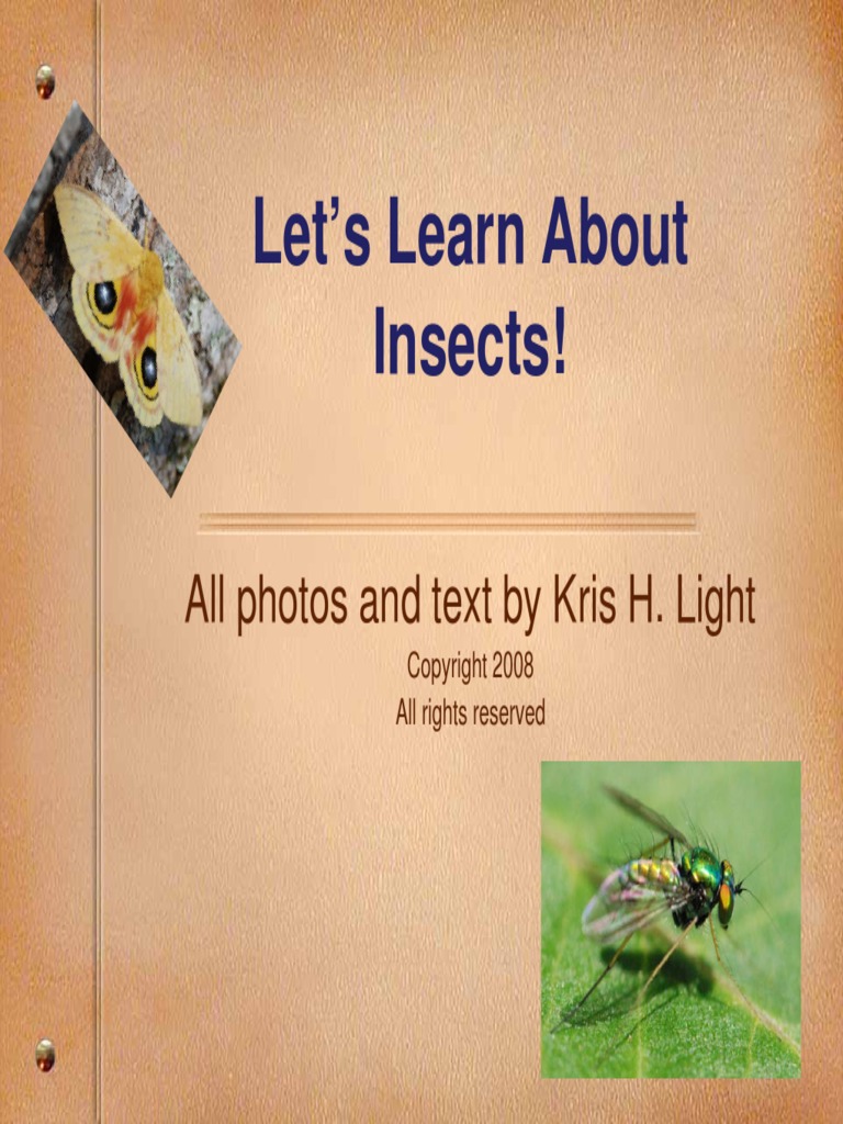 Let's Learn About Insects!: All Photos and Text by Kris H. Light | PDF ...