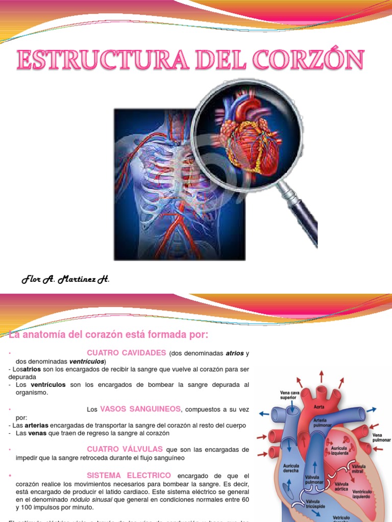 Estructura Del Corzon | PDF