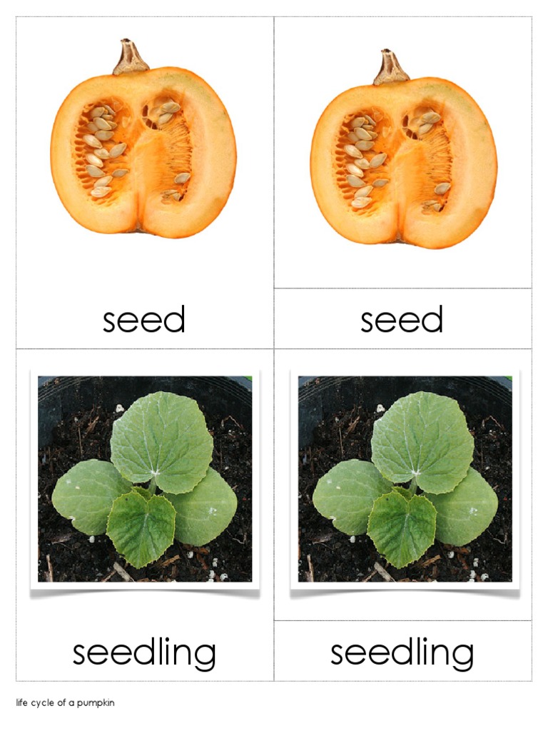 Hoja De Trabajo Sobre El Ciclo De Vida De Una Calabaza El Zapallo De